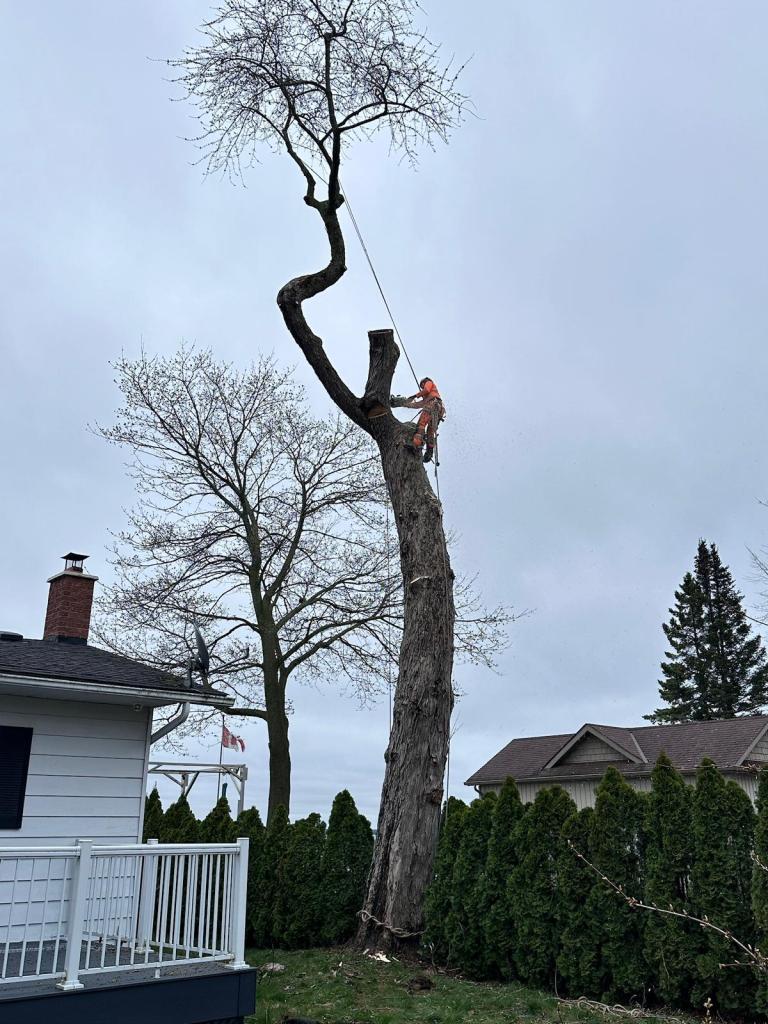 Tree Removal – Timberwolf Tree Cuts