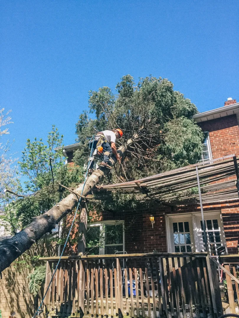 Storm Recovery – Timberwolf Tree Cuts